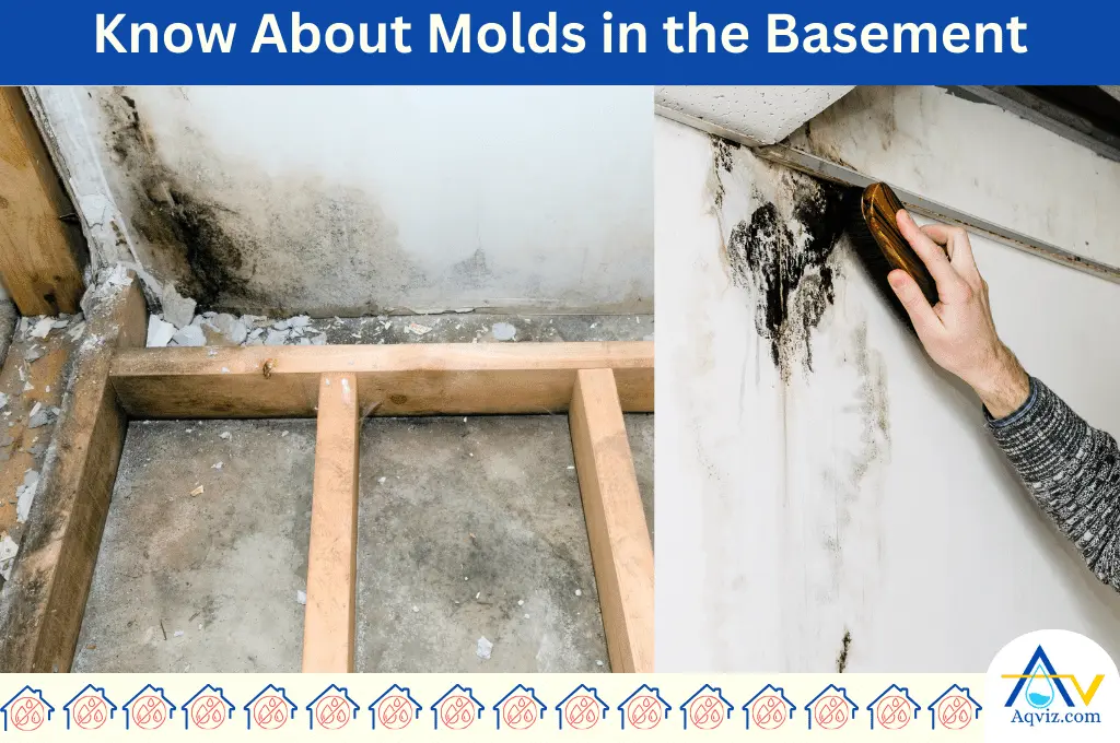 Basement Mold: Signs, Types, Reasons, Impacts, Cleaning and Prevention